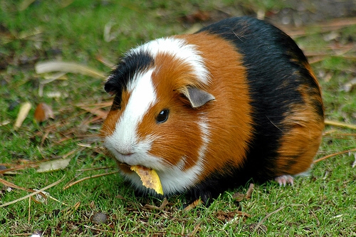 Guinea Pig | Wildlife | The Wildlife