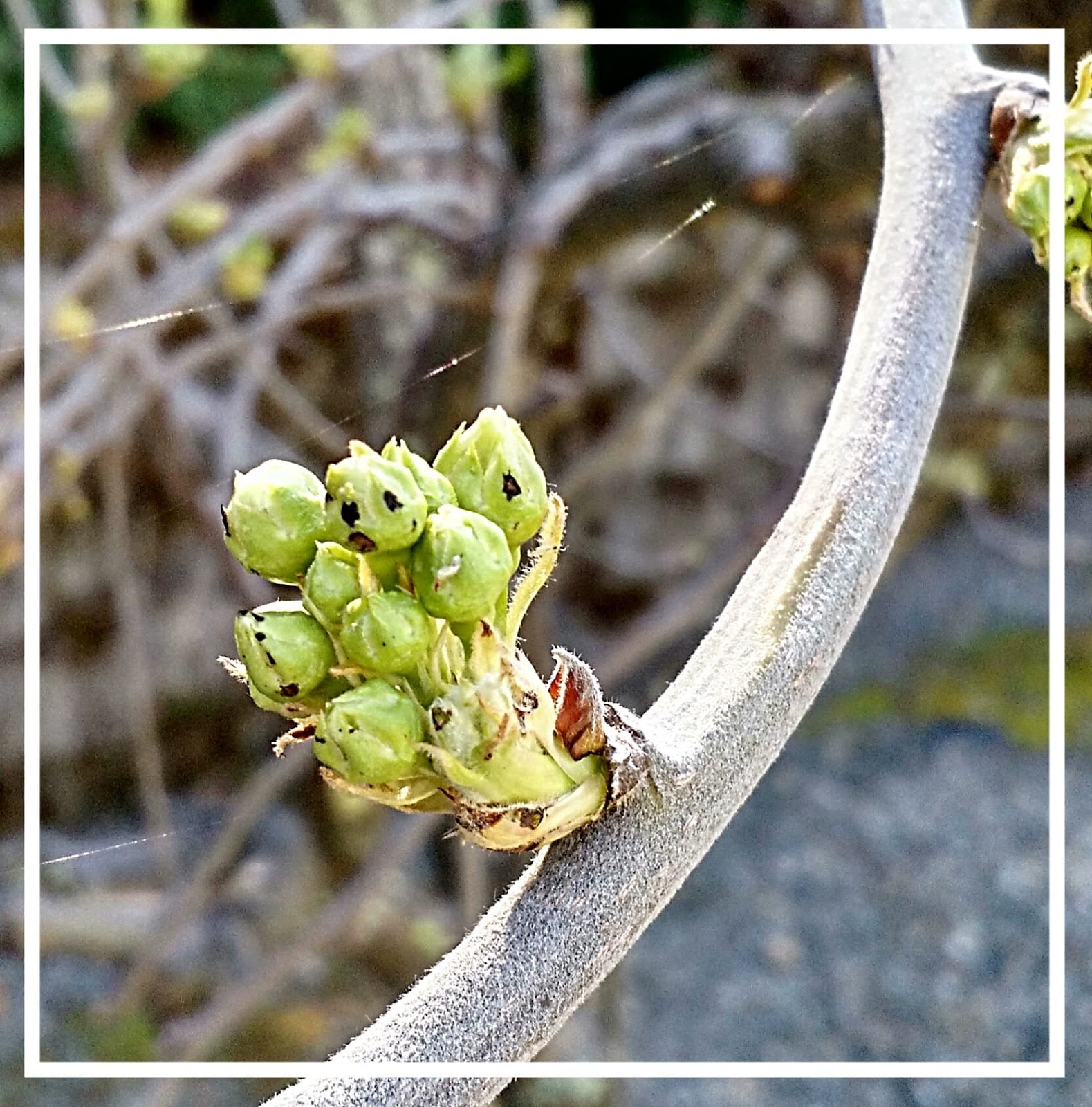 photowannabe: SPRING IS POPPING OUT ALL OVER