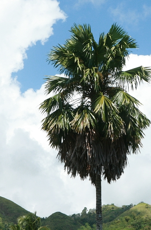 mybeautifulILOILO: BURIHAN Festival: A Period of Plenty, Peace and ...