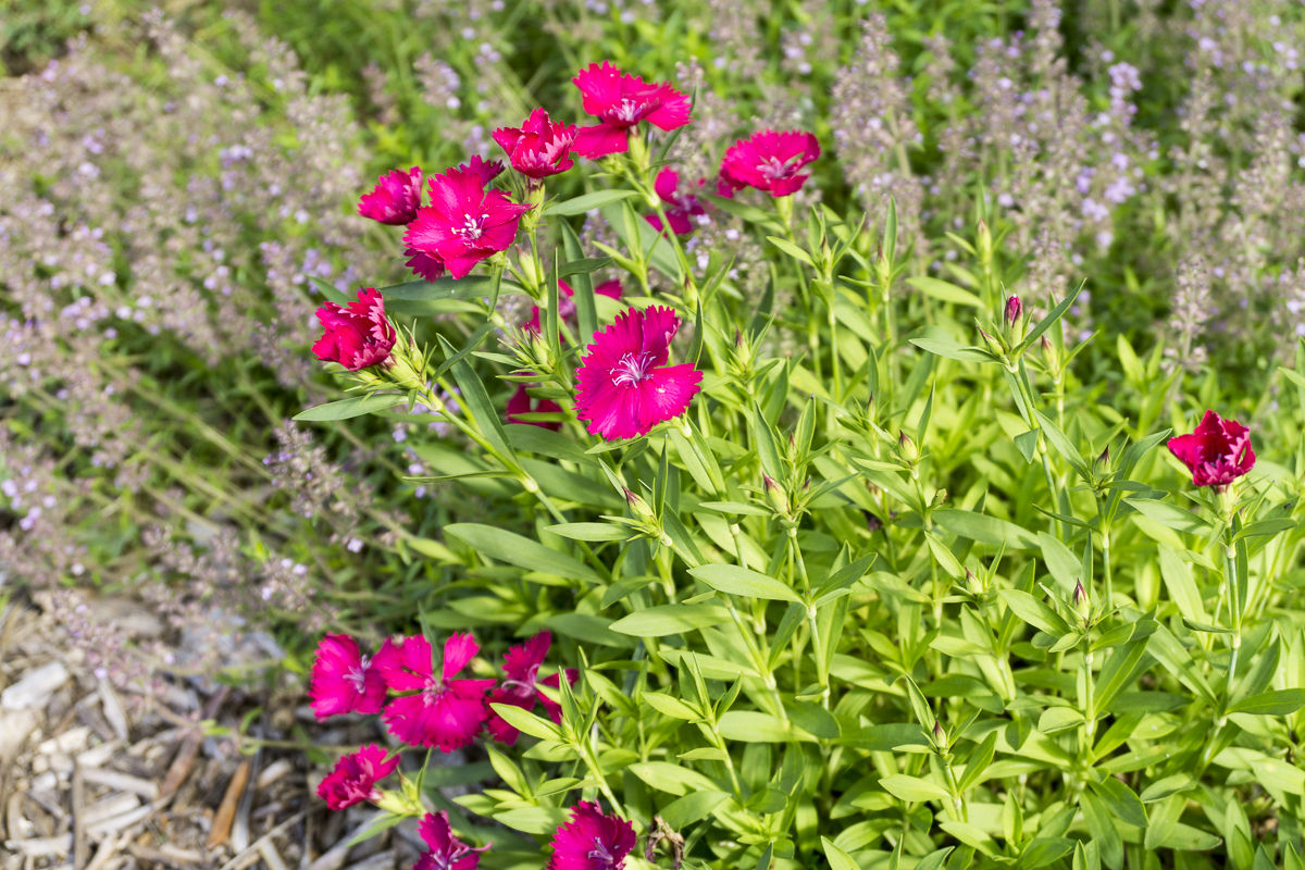 Plantas de Huerta Otea, Salamanca: Clavelina (Dianthus chinensis)