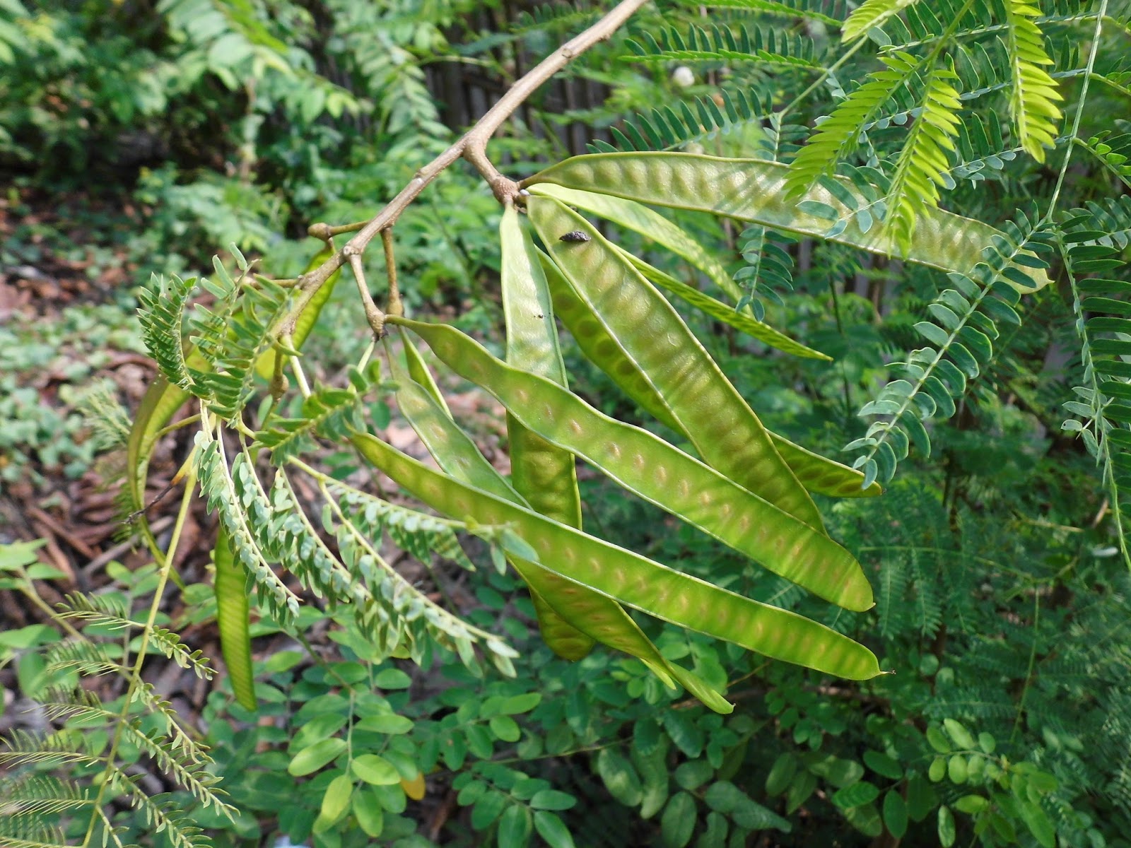 Lamtoro (Leucaena leucocephala)