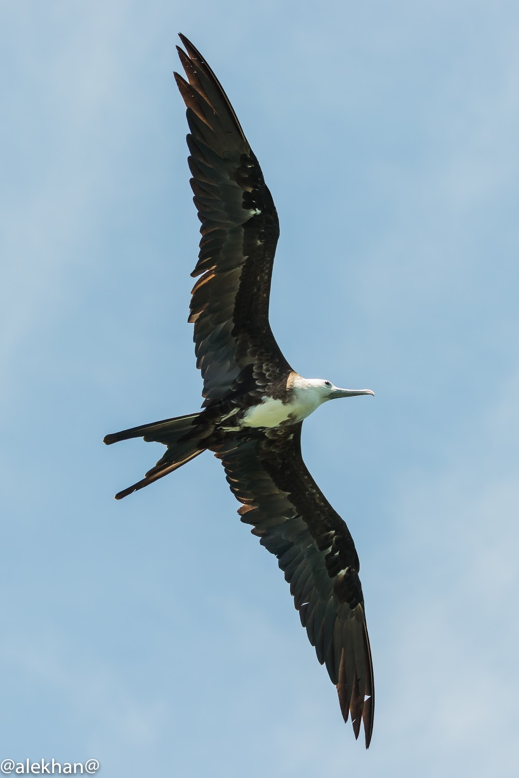 Pájaros, Pajarracos: Fragata magnífica (Magnificent frigatebird)