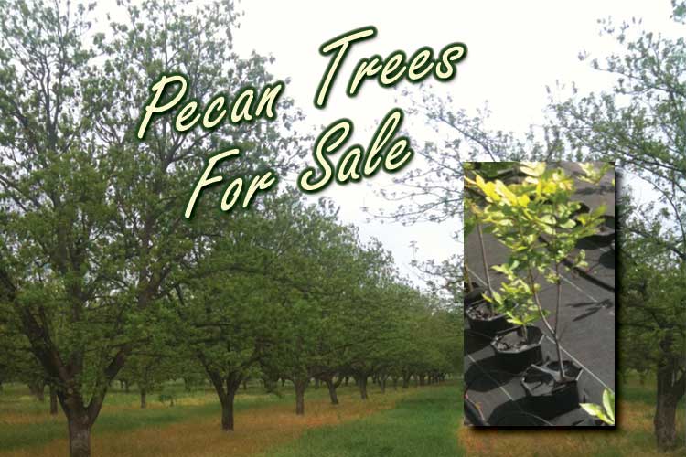 IIPM-SCAM PECAN COMPANY