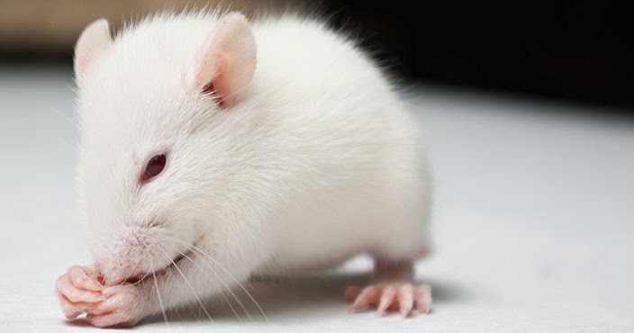 Ready Tikus Putih Penelitian Wistar Mencit Balb/C: Alasan Tikus Putih ...