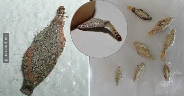 Cara Mengobati Gigitan Kamitetep ~ Dokter hewan