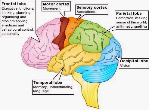 Alzheimer's Disease in India: PHOTOS : Parts of the brain and their ...