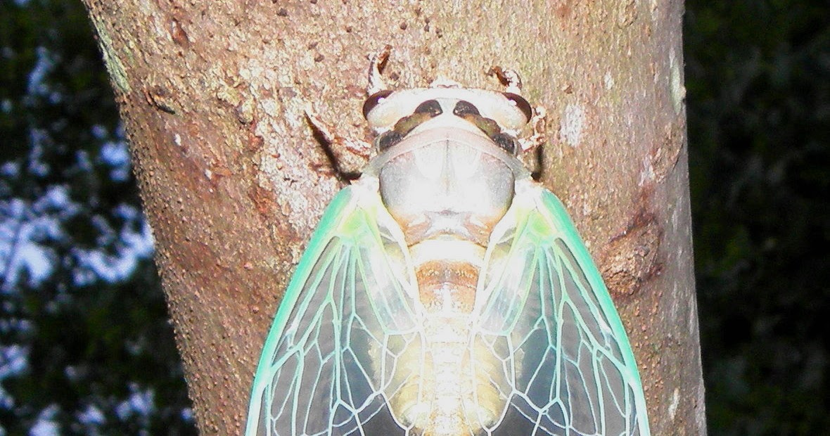 Hermit Musings: Cicada Coming Out Party