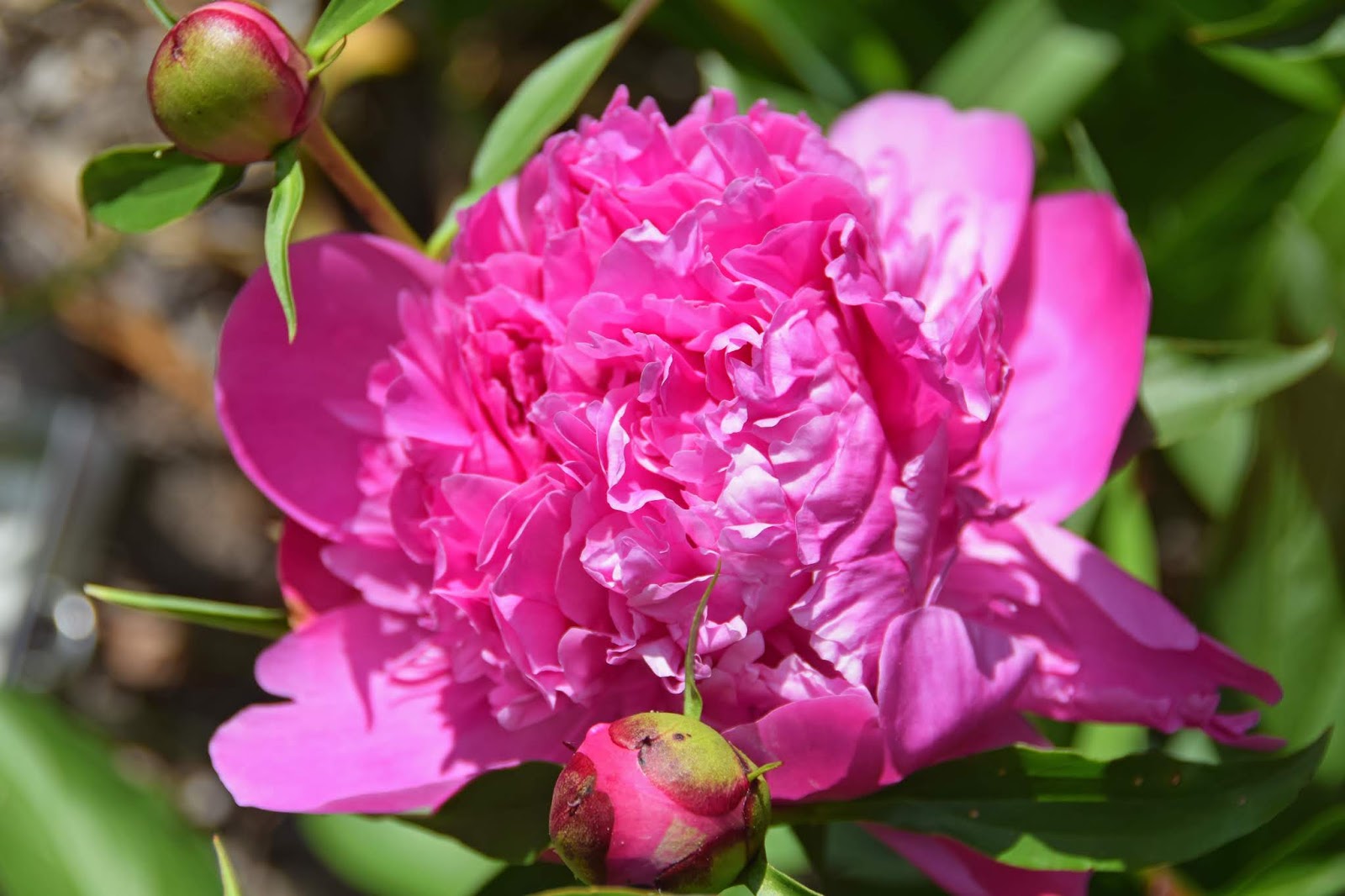 Southern Peony: 2018 Southern Peony Seedlings