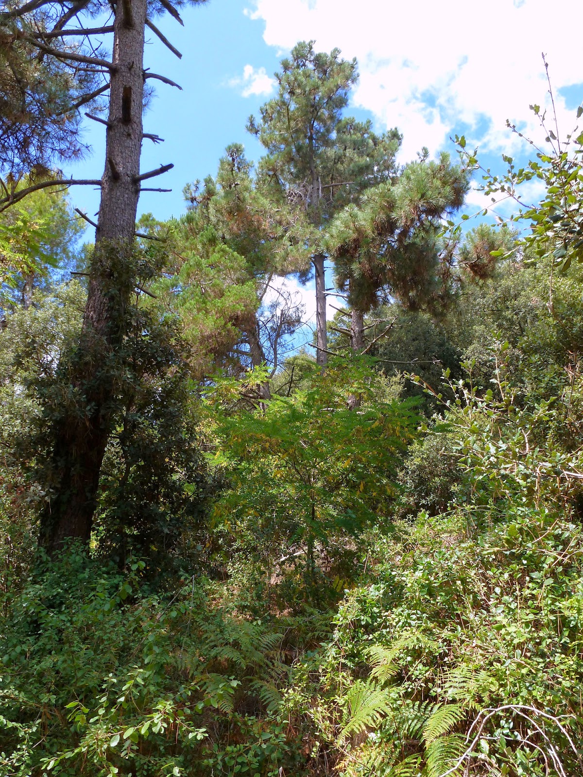 Árboles con alma: Pino rodeno. Pino marítimo. Pinastre. (Pinus pinaster)
