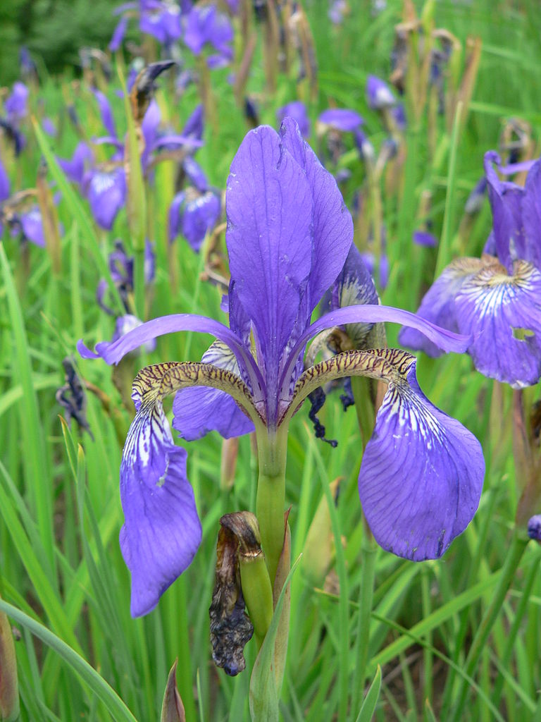Flower Photos: Blue Iris