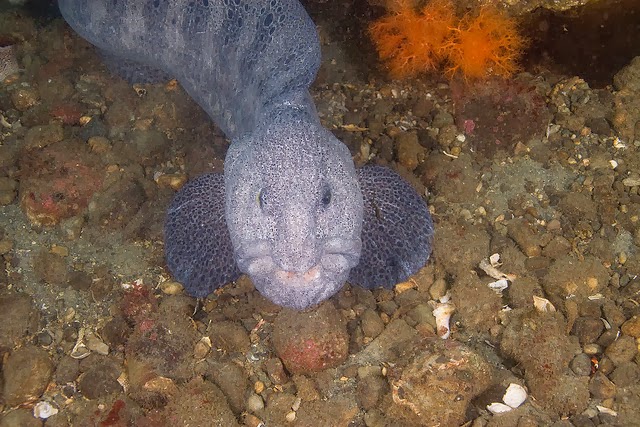 Wolf Eel Face
