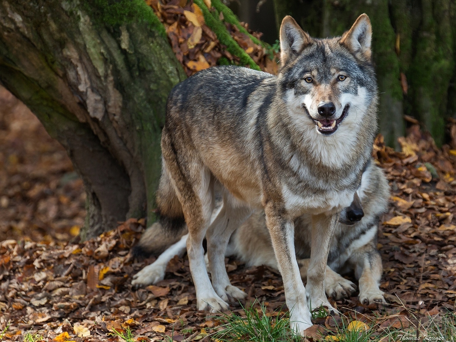 Fotografías de feroces lobos en campo natural