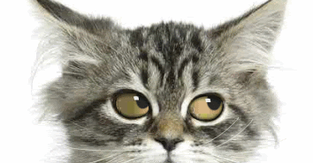 Gifs de Gatos: Gato com duvida Gif