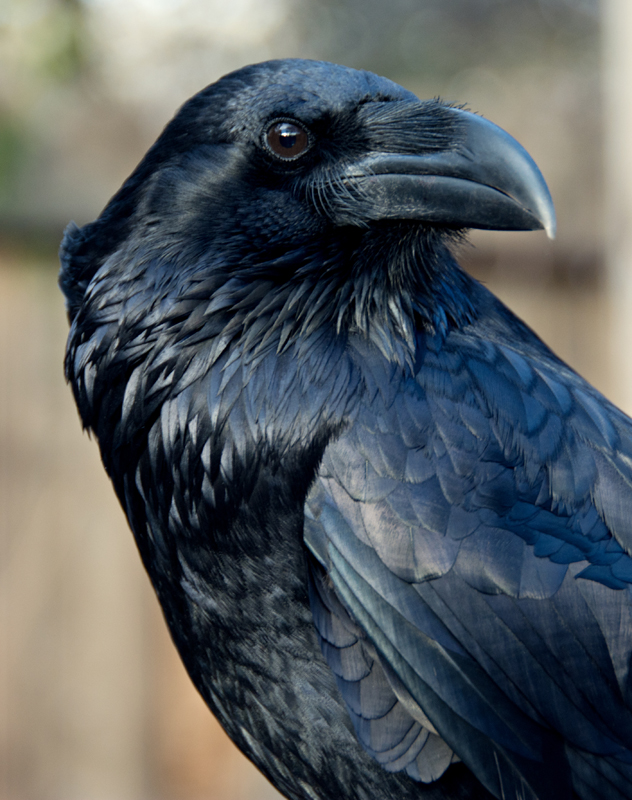 The Dog Geek: Xhuuya the Raven
