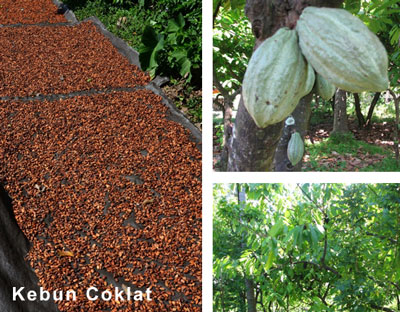 BULELENG : PESONA PESISIR UTARA BALI: Perkebunan Coklat