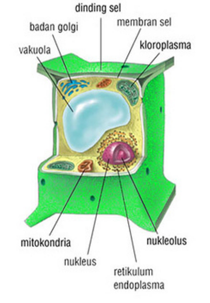 Perbedaan Sel Hewan dan Sel Tumbuhan - Viena Ku