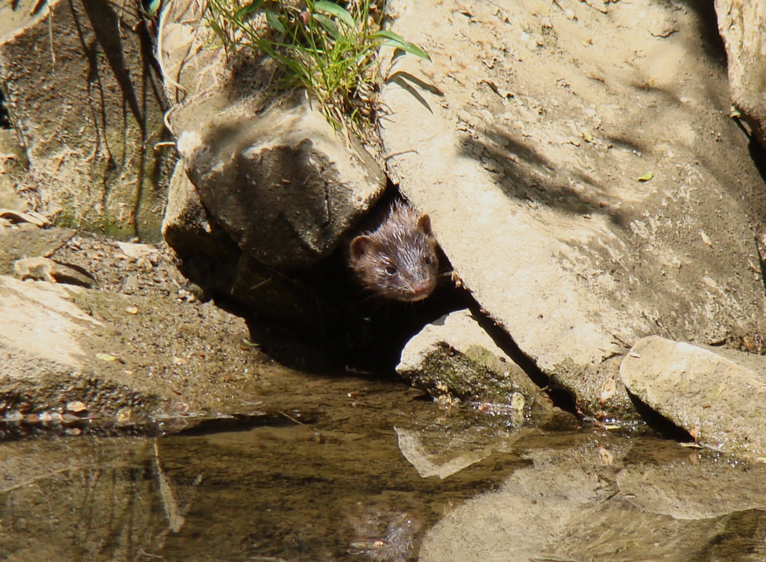 Ohio Birds and Biodiversity: Mink: long, low, and slinky
