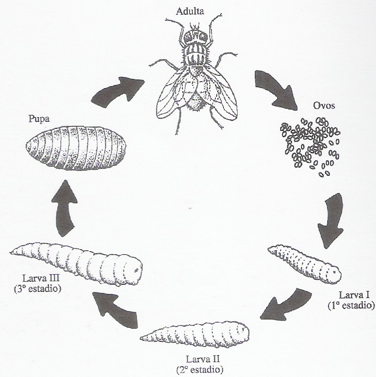 ...JOTA JOTA DEDETIZADORA...(41) 3253-5566: METAMORFOSE EM INSETOS