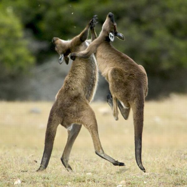 Funny Cool Pictures: Animal Fights