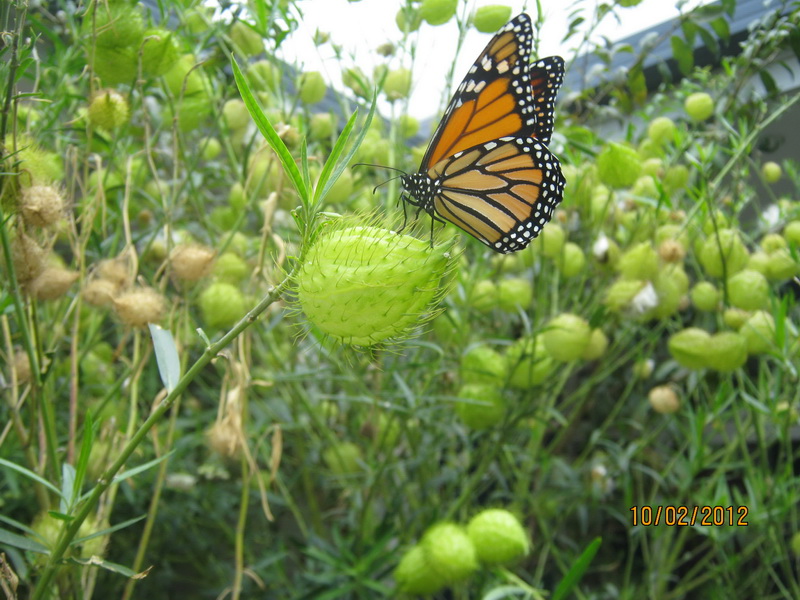 Do Swan Plants Have Flowers at Christopher Hooke blog