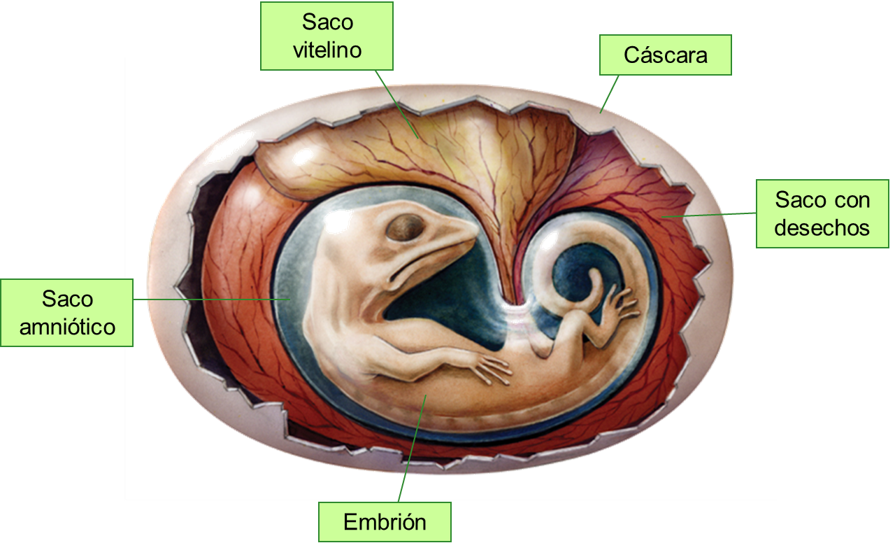 Ciencia de tronos V - Dracarys - Naukas