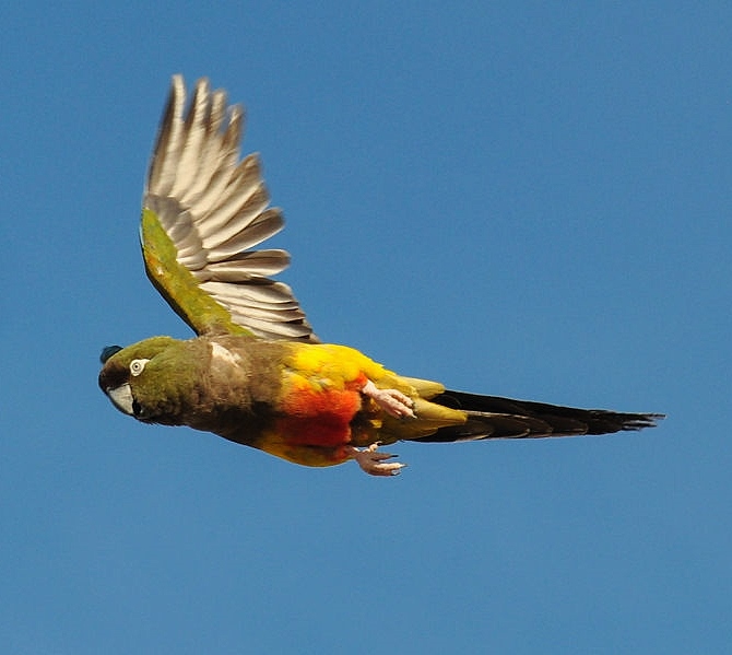 Birds of the World: Burrowing parrot