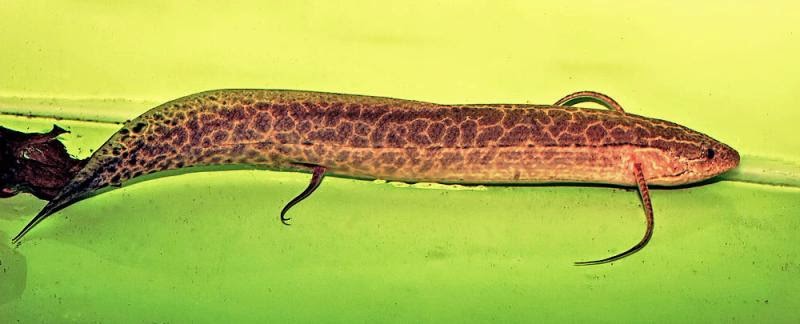 INDONESIAN FRESHWATER FISH COMMUNITY - IFFC: 4 Species of Family ...