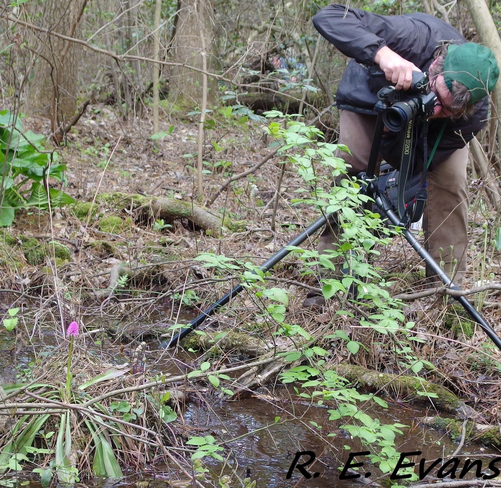 NC Plant Conservation & Beyond: "A shy-blooming thing" - Helonias bullata