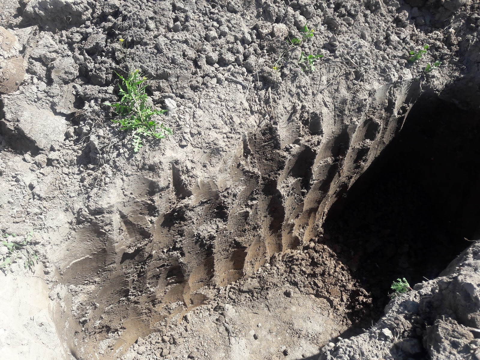 Rodrigo S. Espíndola: Calicata: una herramienta de diagnóstico.