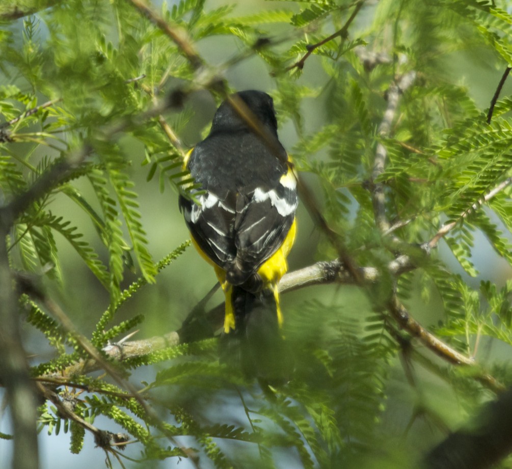 Butler's Birds: Fiery Birds in Ash Canyon