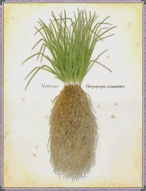 What is Vetiver | ApotheKayla