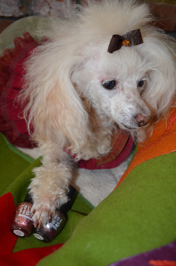 The MeadowTree Journal: Poodle Time! The Colorful Abstract Poodles