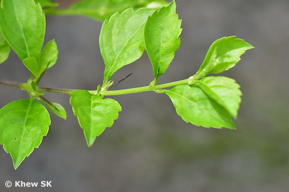 Butterflies of Singapore: Favourite Nectaring Plants #14
