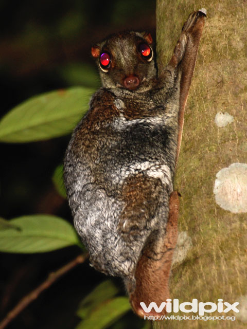 wildpix: Singapore's Wild Glider - Malayan Colugo