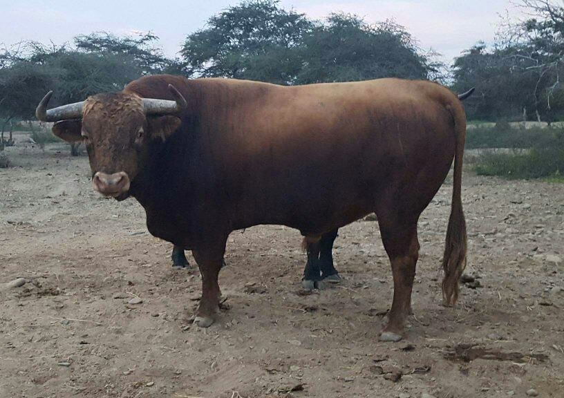 CIRCULO TAURINO DEL CENTRO: TOROS QUE SERAN LIDIADOS EN LA FERIA DE ...