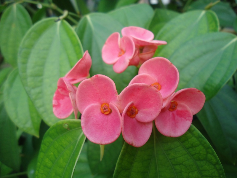 Bunga Euphorbia Pink dan Pohon Merica - Rumah Daun Muda