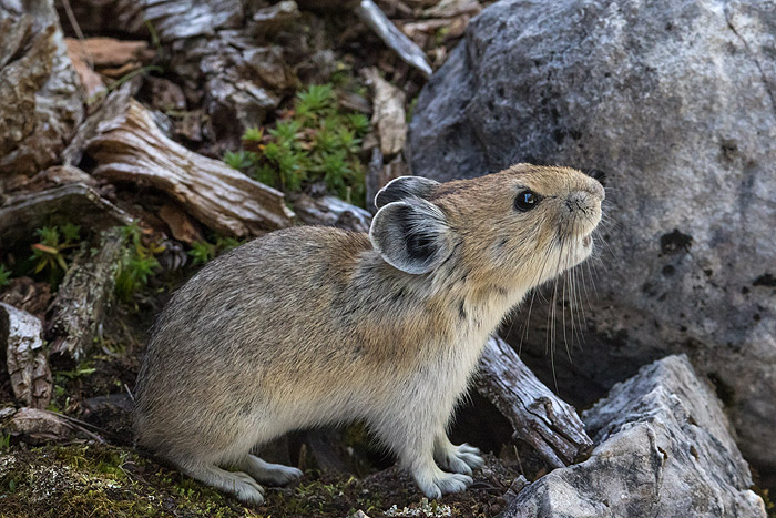 El Herrerillo: American pika (Ochotona princeps)
