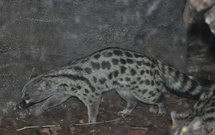 ZOOTOGRAFIANDO (6.100 ANIMALS): JINETA COMÚN / COMMON GENET (Genetta ...