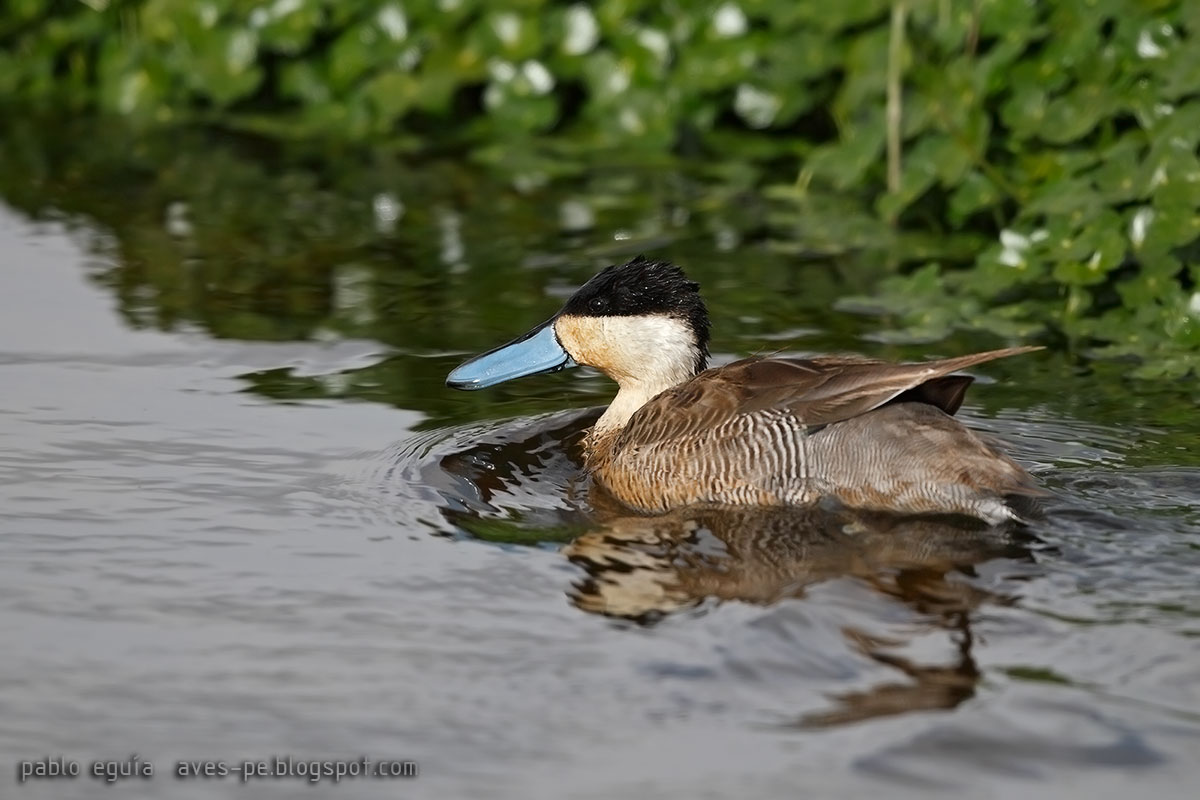 mis fotos de aves: Spatula puna Pato Puneño Puna Teal