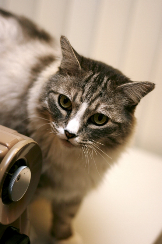 Weave-Away: Cornucopia clown hair mane