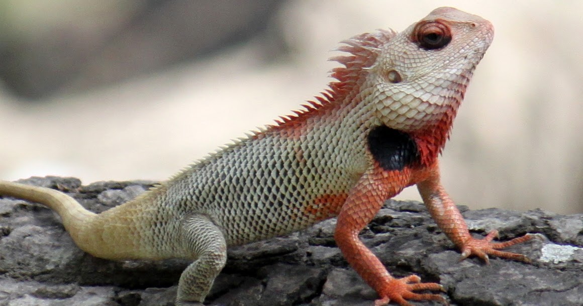 Rahul's Photography Blog: Indian Garden Lizard - सरडा