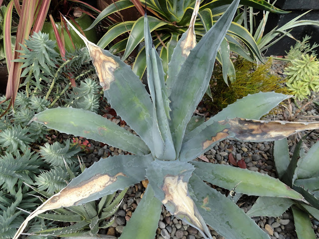danger garden: Learn from my mistakes #20 Agave Edema (this one hurts)...
