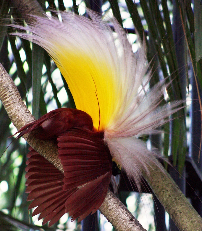 The Bali Bird Of Paradise | Basic Interesting Facts & Pictures | Beauty ...