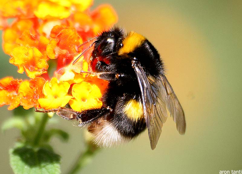Bumble Bee | Animal Wildlife