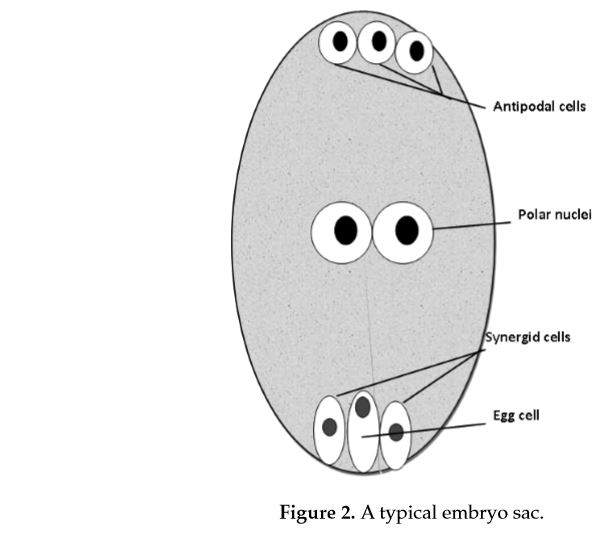 Knowledge Class: What is Polyembryony?