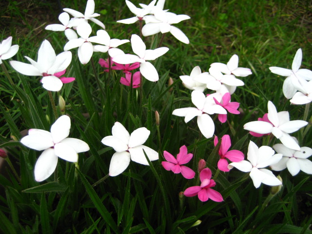 confeito日記: アッツザクラ(アッツ桜) [ユリ科ロドヒポキシス属の多年草(Rhodohypoxis baueri/Rose ...