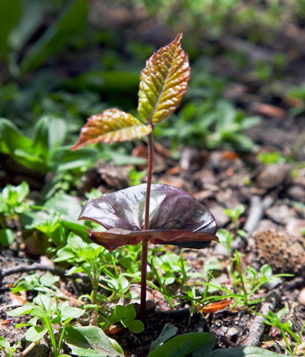 Urban Wilderness: Photo Essay: Big Trees (and more) in Milwaukee County ...