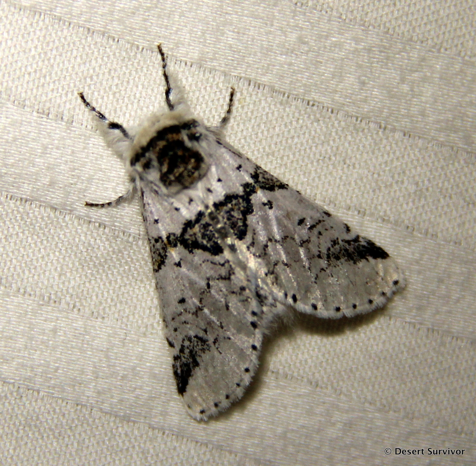 Desert Survivor: National Moth Week