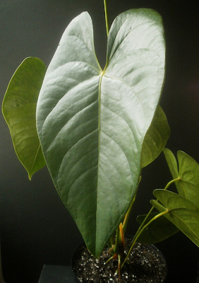 Plants are the Strangest People: 6/29/14 - 7/6/14