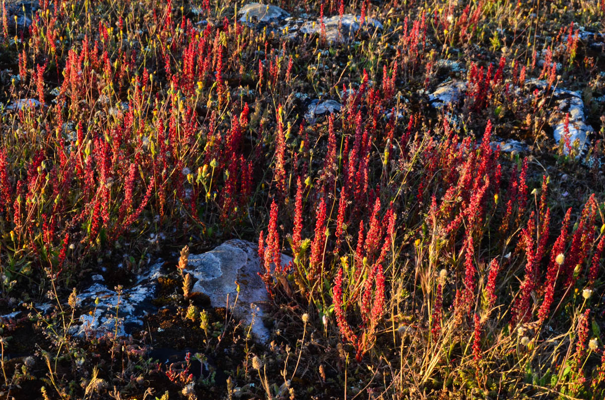 ALMANAQUE NATURAL: enero 2017